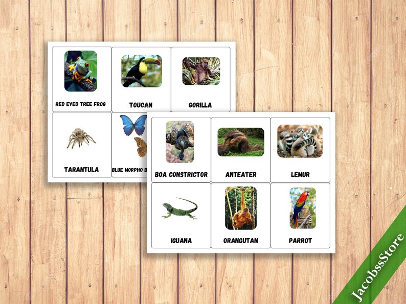 RAINFOREST ANIMALS 12 Editable Flashcards for Kids Flash Cards ...