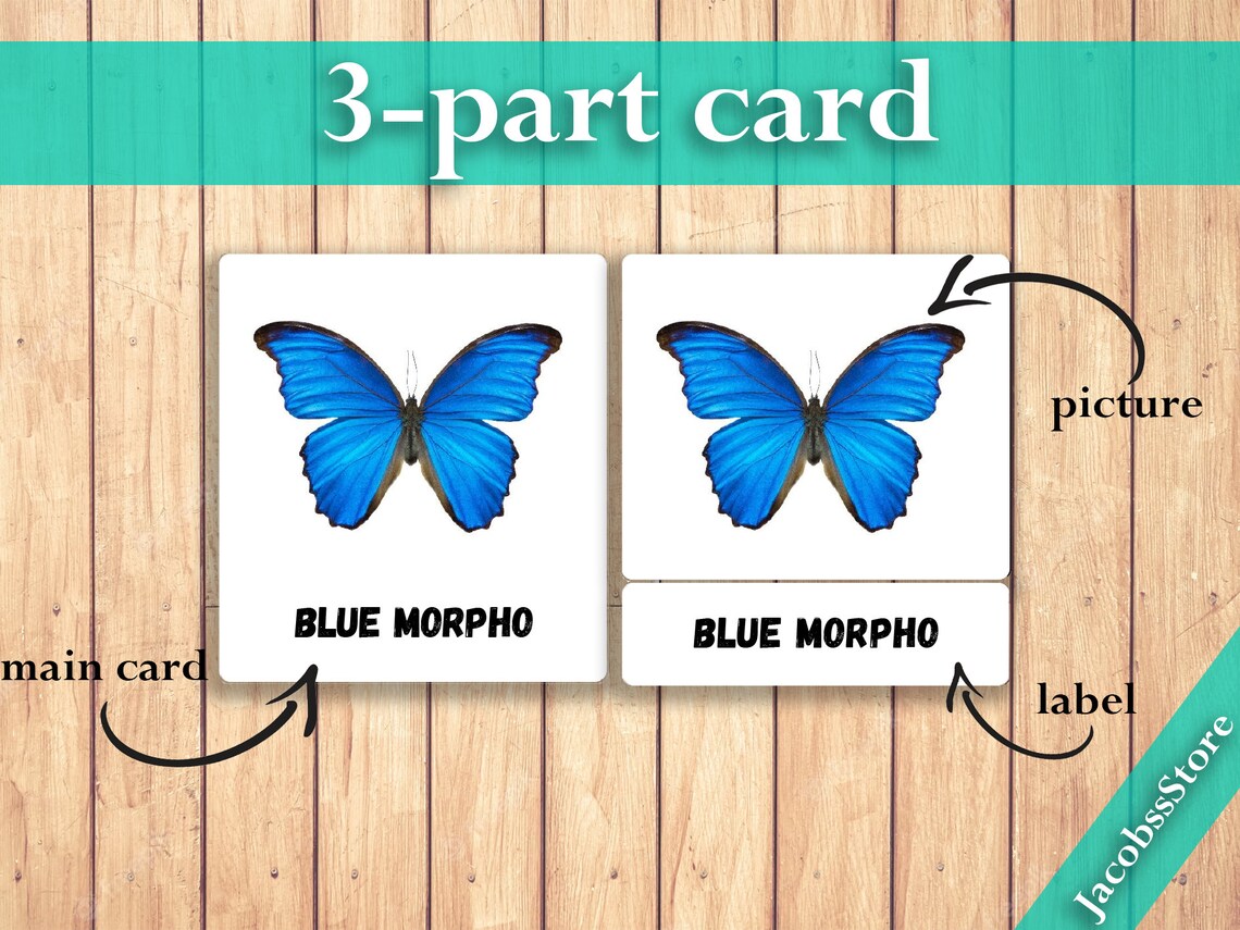 Types of BUTTERFLIES 46 Editable Flashcards for Kids Flashcards PDF ...