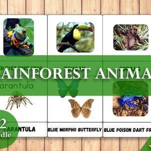 RAINFOREST ANIMALS 12 Editable Flashcards for Kids Flash Cards ...