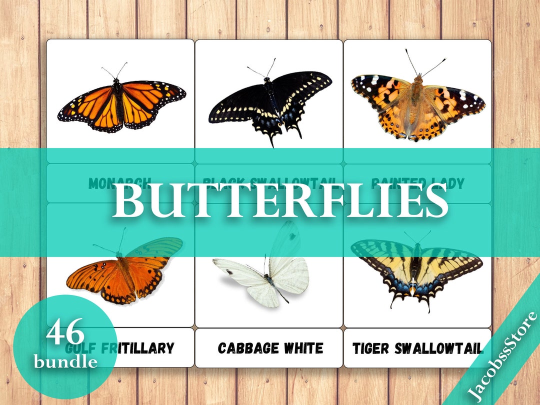 Types of BUTTERFLIES 46 Editable Flashcards for Kids Flashcards PDF ...