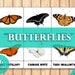 Types of BUTTERFLIES 46 Editable Flashcards for Kids Flashcards PDF ...