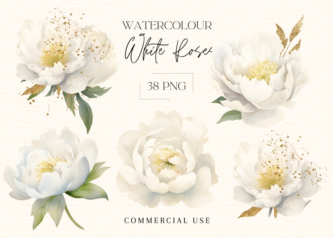 Watercolour White Gold Roses Floral Clipart Bundle, White Roses ...