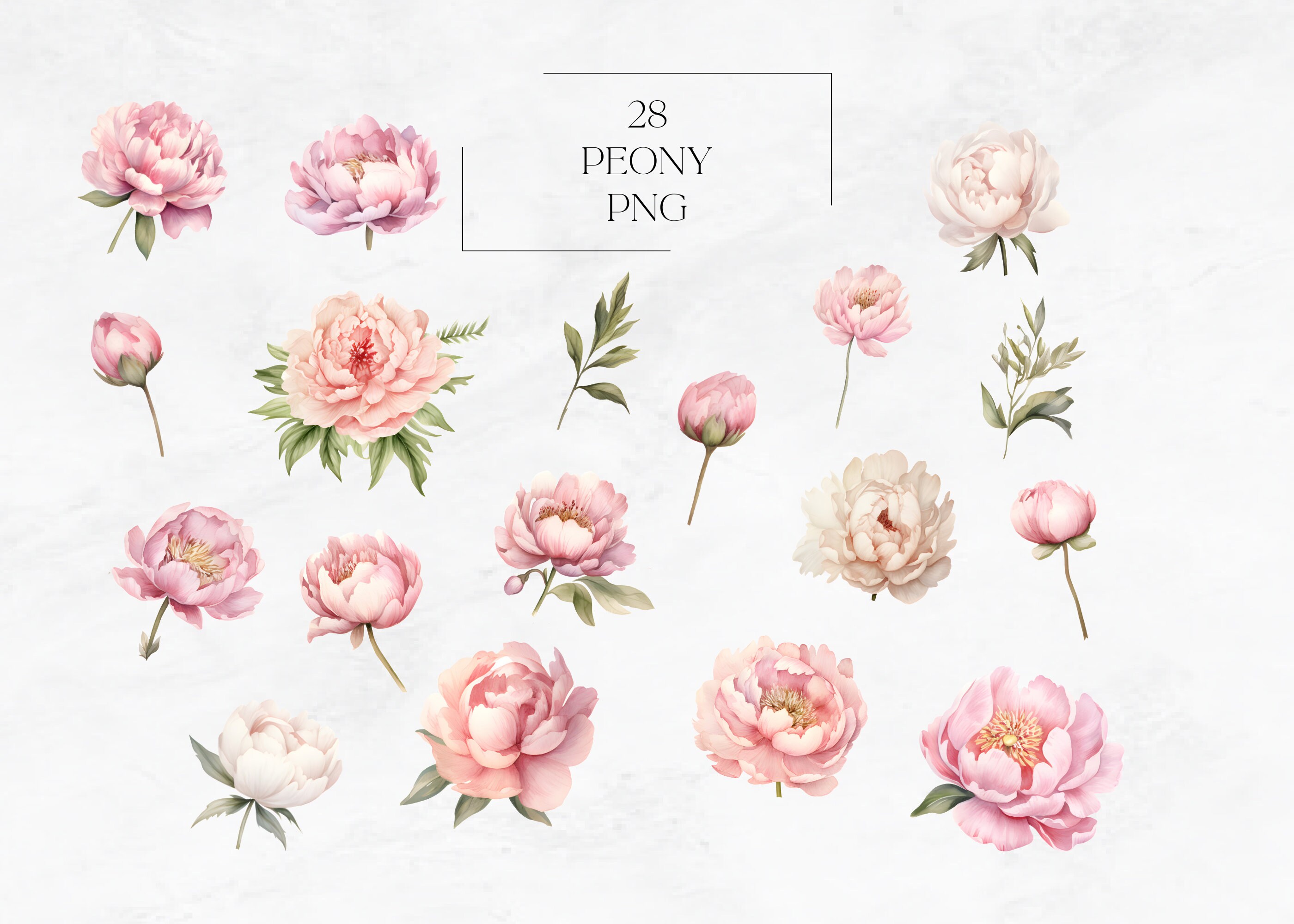 Watercolor Peony Pink Floral Clipart Bundle Floral Watercolor - Etsy
