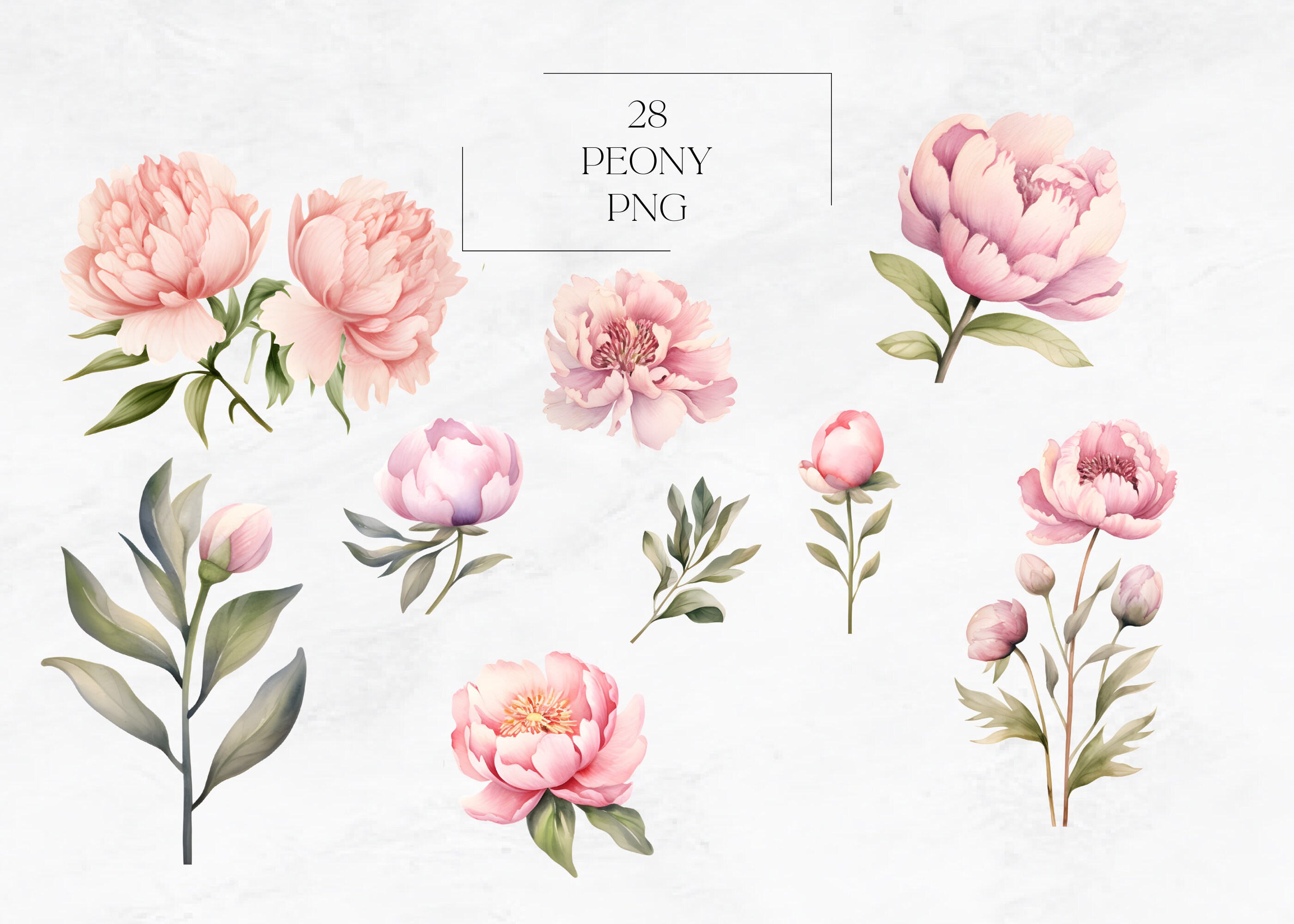 Watercolor Peony Pink Floral Clipart Bundle Floral Watercolor - Etsy
