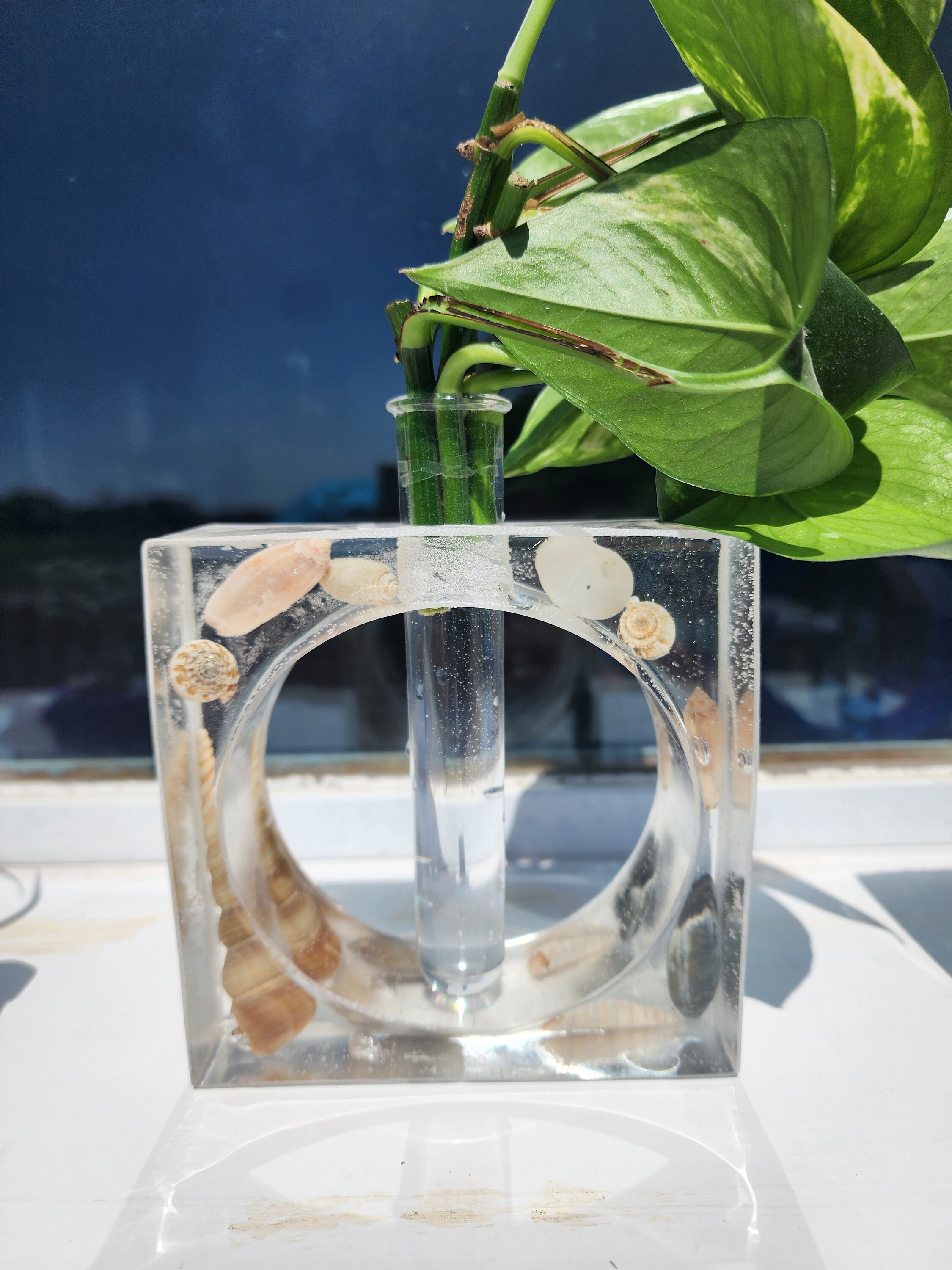 Sea Shell Plant Propagation Stand - Etsy