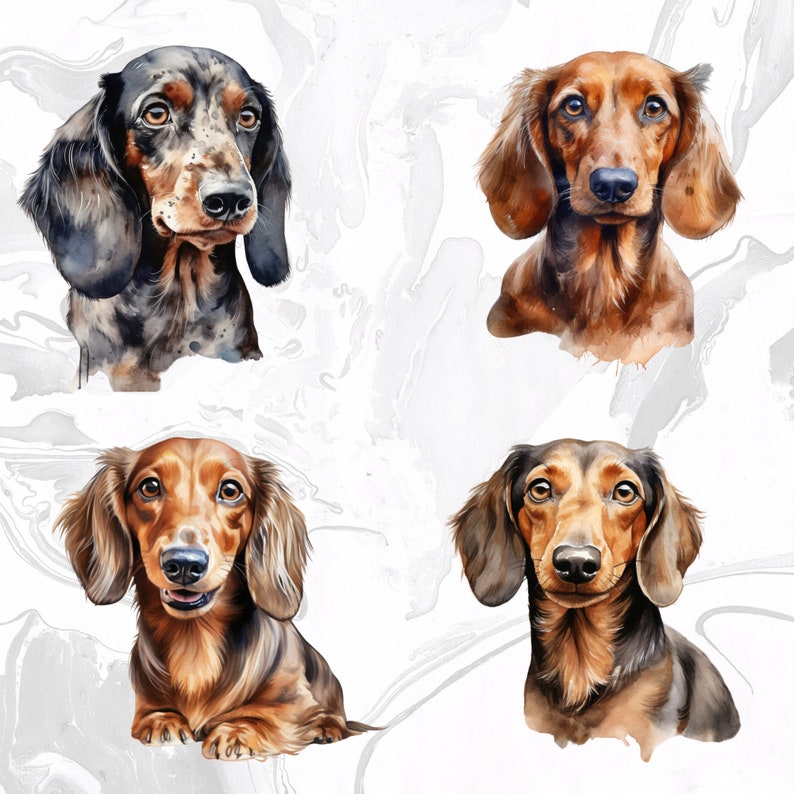Dachshund Doxie Transparent Clipart, 20 PNG & SVG Clipart Bundle ...