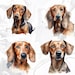 Dachshund Doxie Transparent Clipart, 20 PNG & SVG Clipart Bundle ...