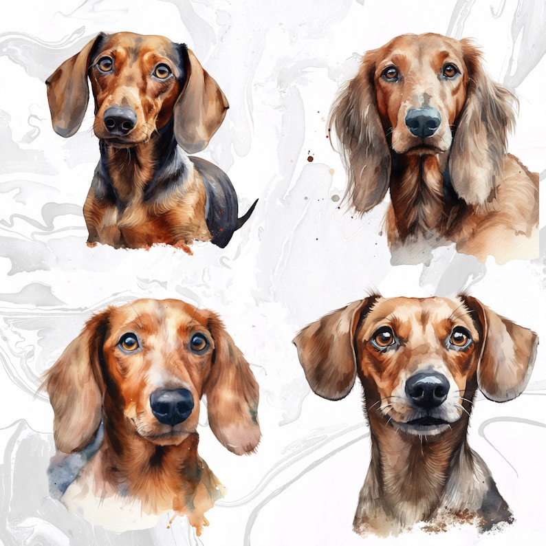 Dachshund Doxie Transparent Clipart, 20 PNG & SVG Clipart Bundle ...