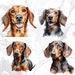 Dachshund Doxie Transparent Clipart, 20 PNG & SVG Clipart Bundle ...