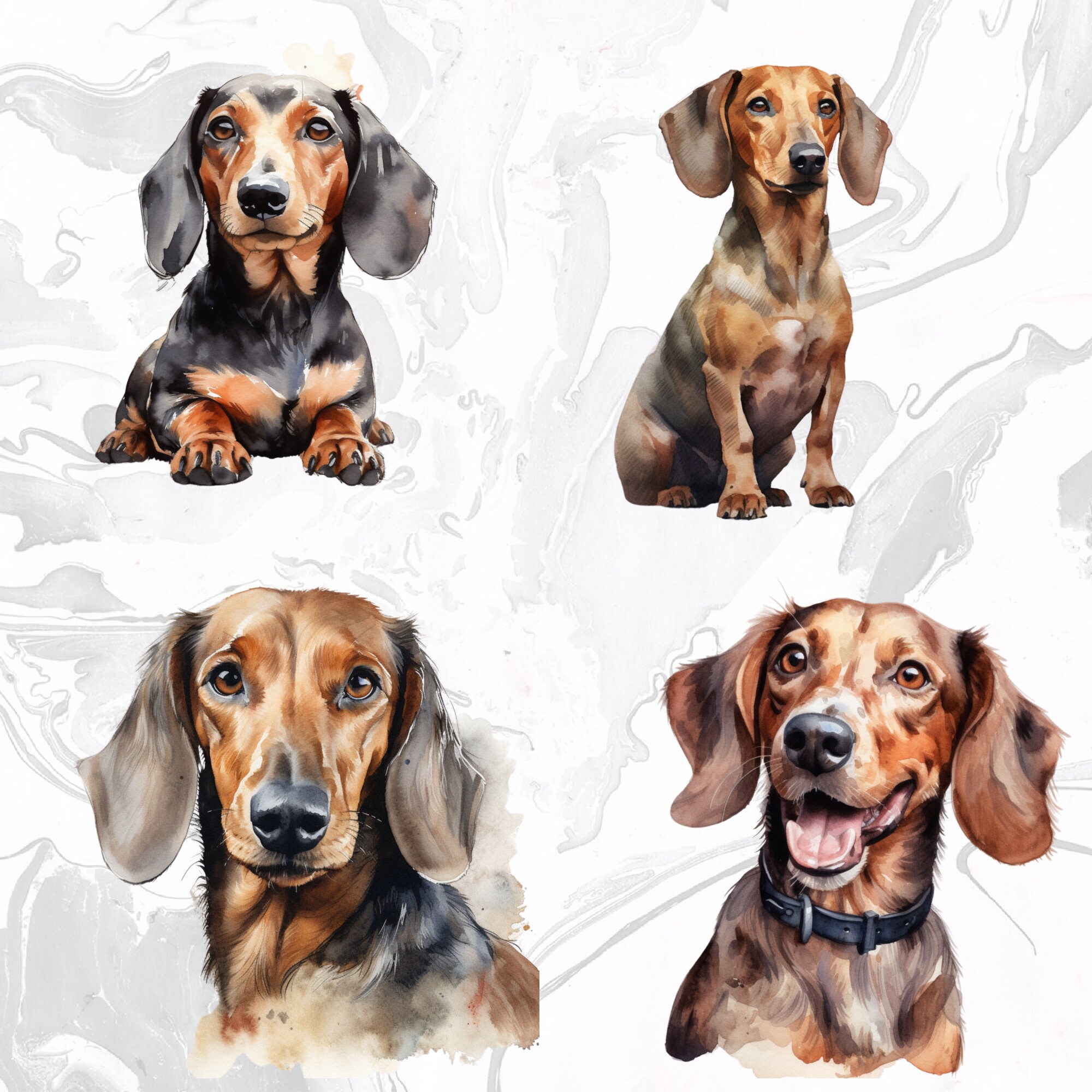 Dachshund Doxie Transparent Clipart, 20 PNG & SVG Clipart Bundle ...