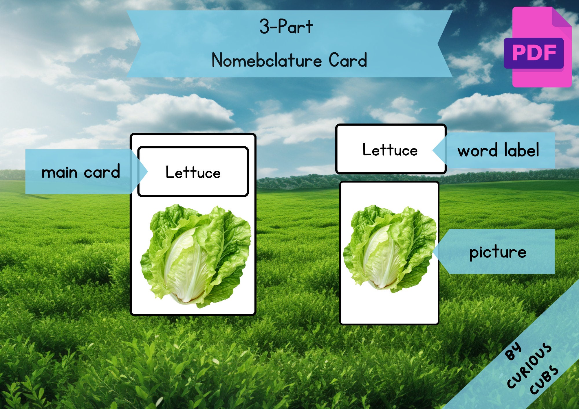 VEGETABLES • 24 Printable Flashcards, Teaching Learning Resources ...