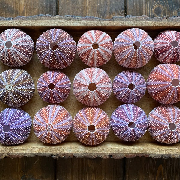 Sea Urchin Shells - Etsy