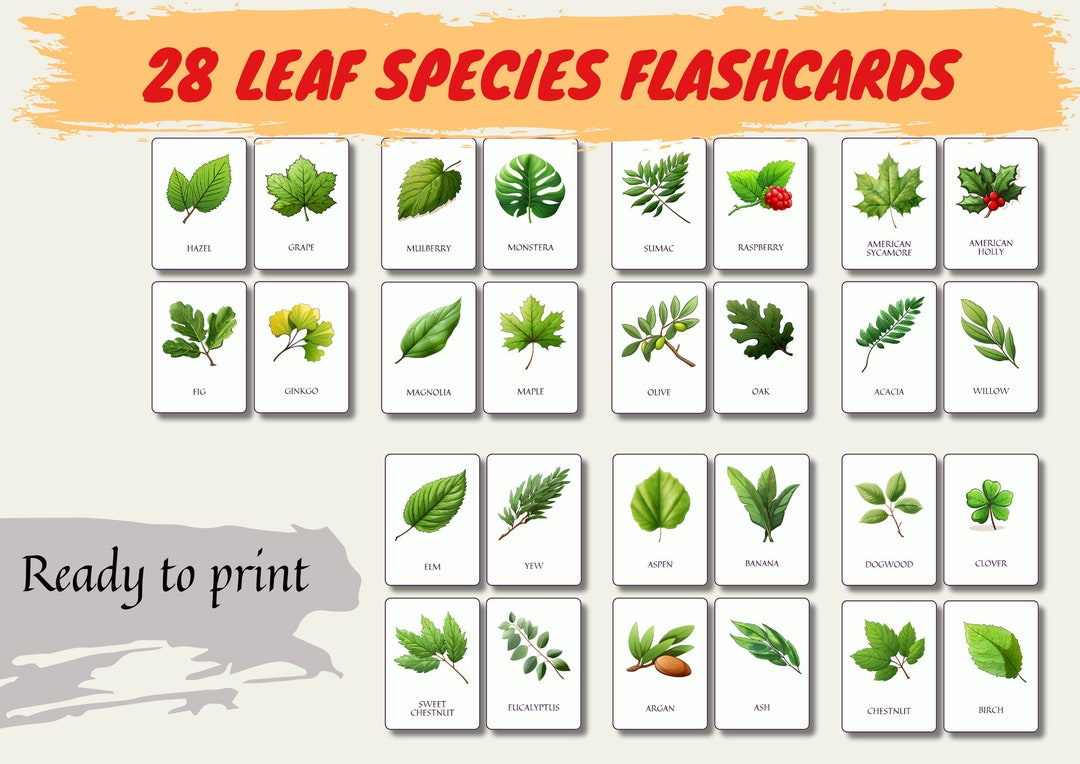 Tree Leaves | Leaf Printable Flashcards | Leaf Shadow Matching ...