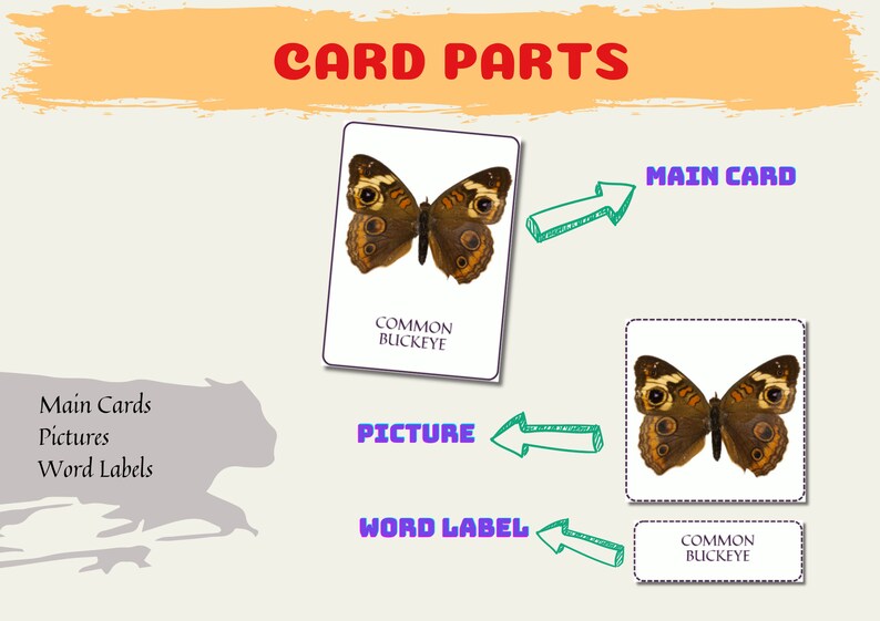 Printable Butterfly Species | Montessori Printable Flashcards ...