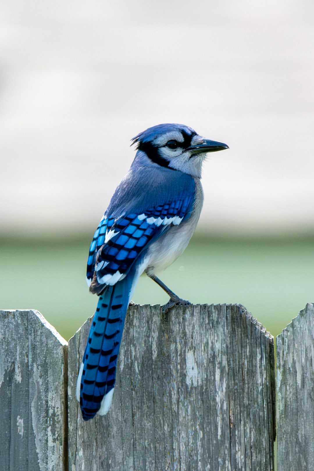 Blue Jay Photo Print - Etsy