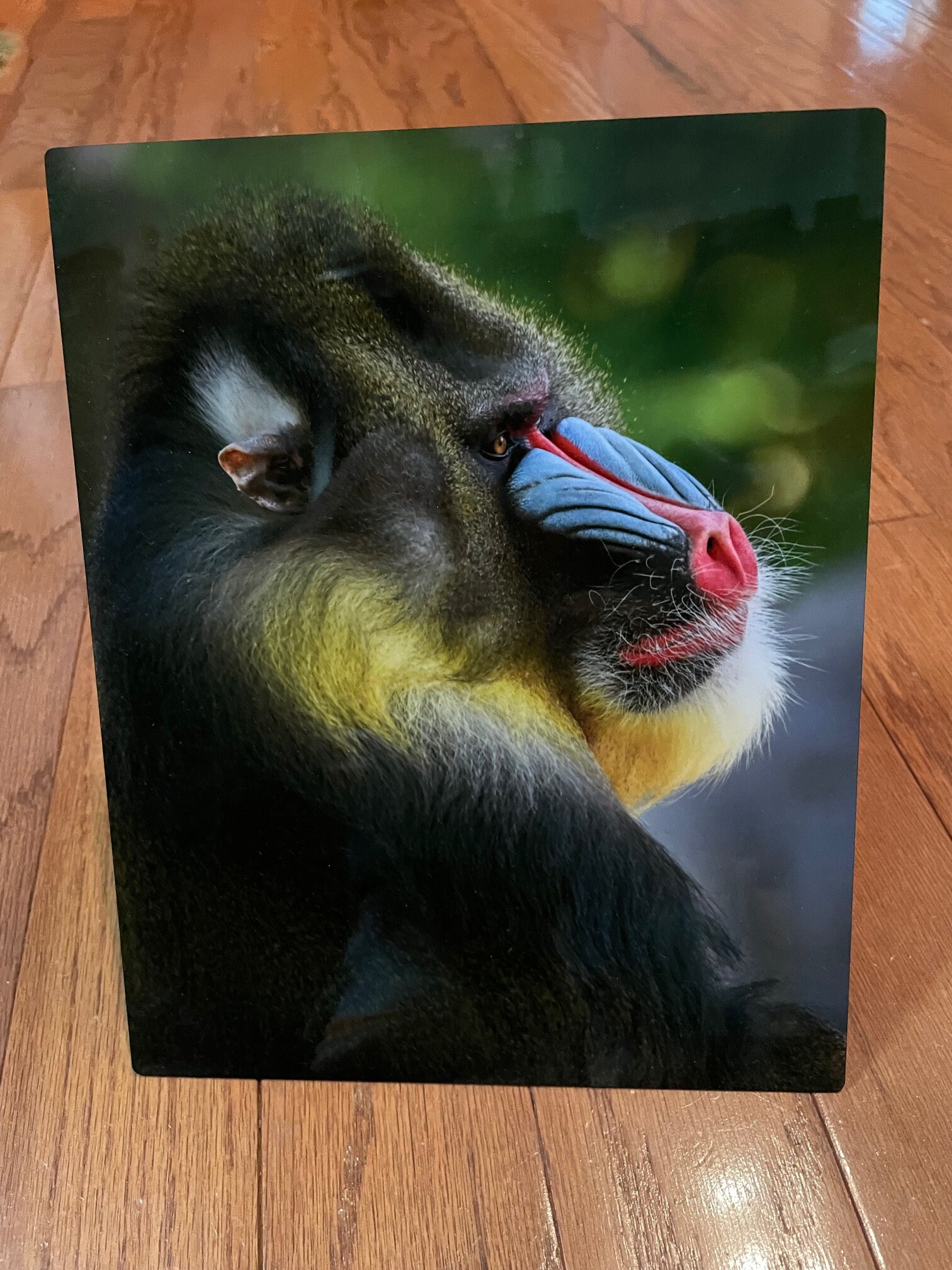Mandrill Baboon Hybrid