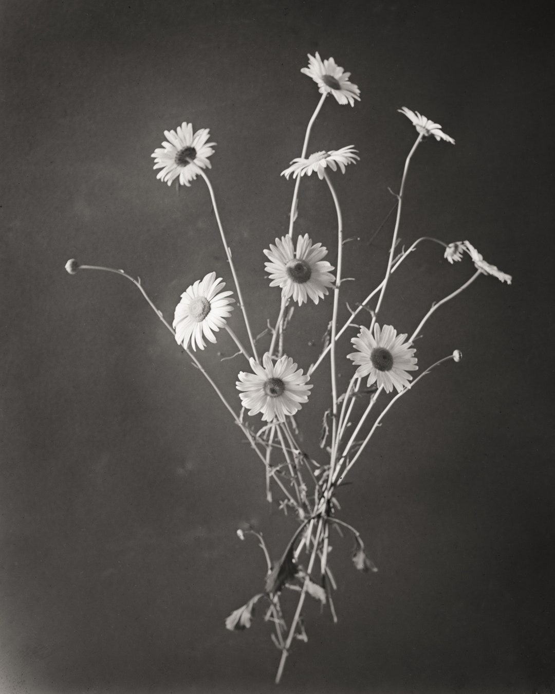Daisy Still Life From Vintage Glass Plate Negative, Archival Ink Prints ...
