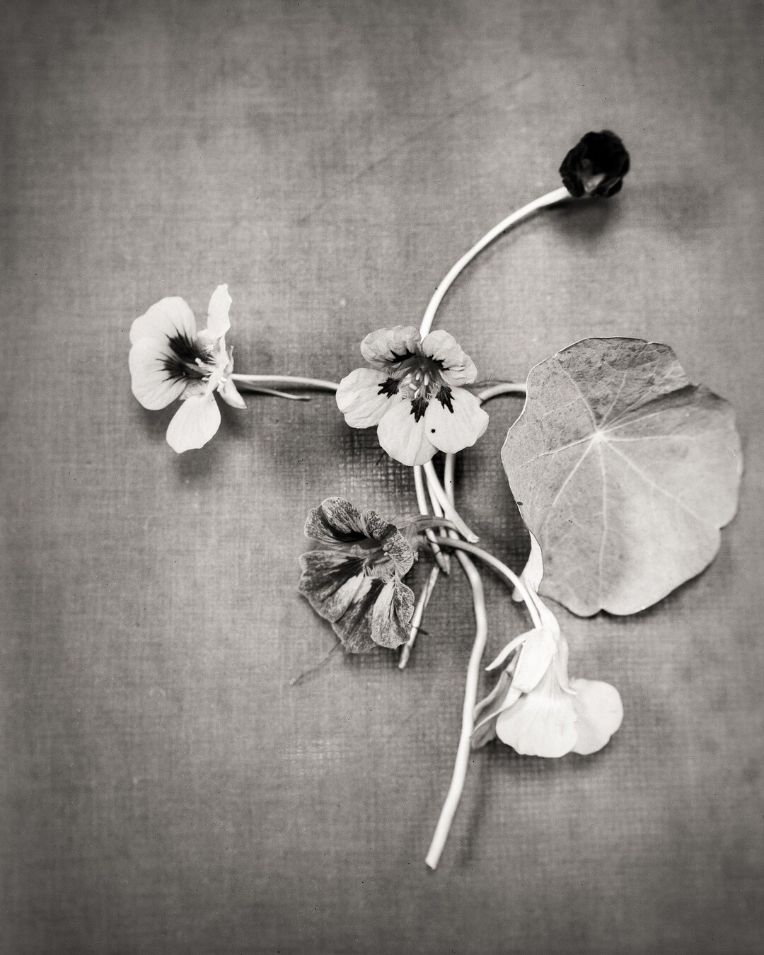 Small Flower Still Life From Vintage Glass Plate Negative, Archival Ink ...
