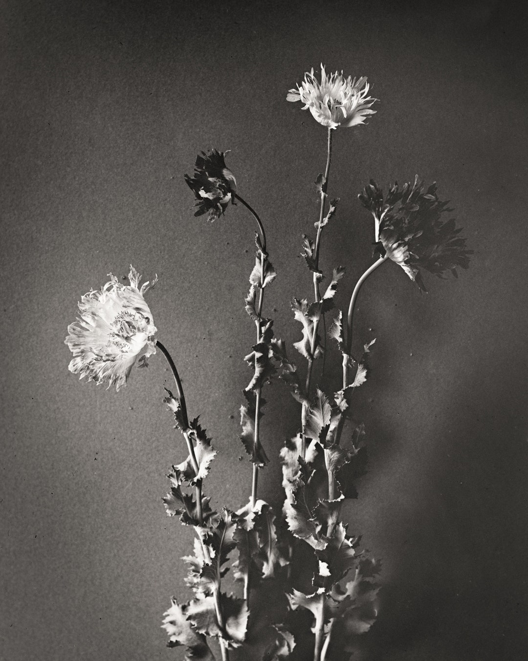 Flower Still Life From Vintage Glass Plate Negative, Archival Ink ...