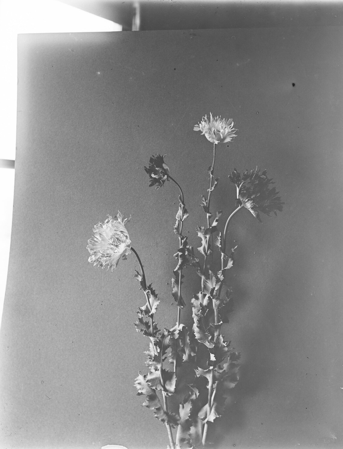 Flower Still Life From Vintage Glass Plate Negative, Archival Ink ...