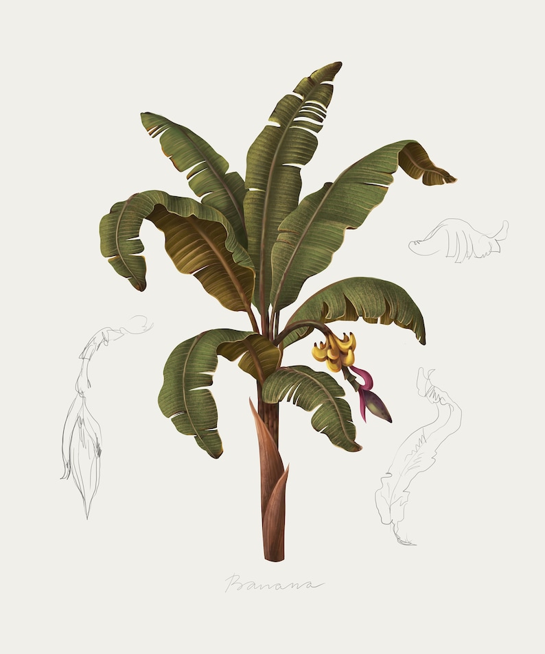 Banana Tree Botanical Illustration. Digital. - Etsy
