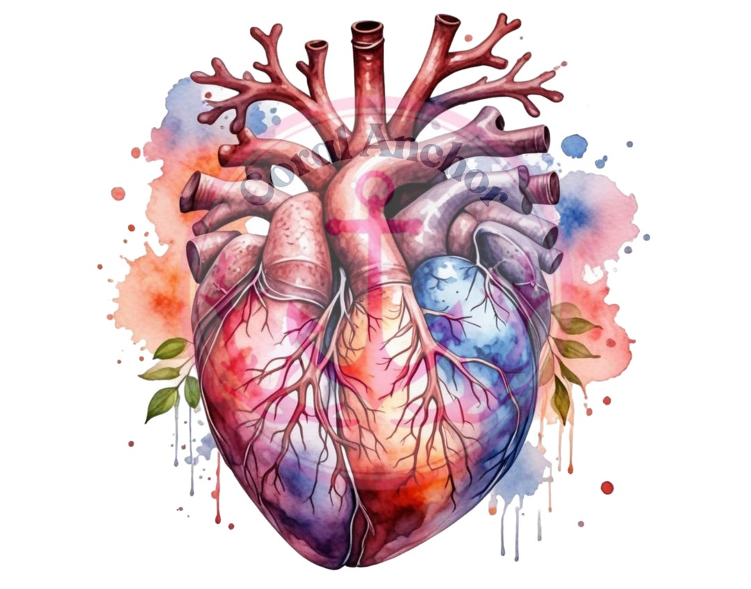 Anatomical Heart PNG - Respiratory Therapist Download - Nurse PNG ...