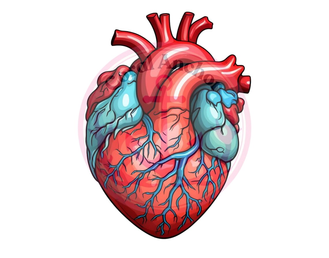 Anatomical Heart PNG - Respiratory Therapist Download - Nurse PNG ...