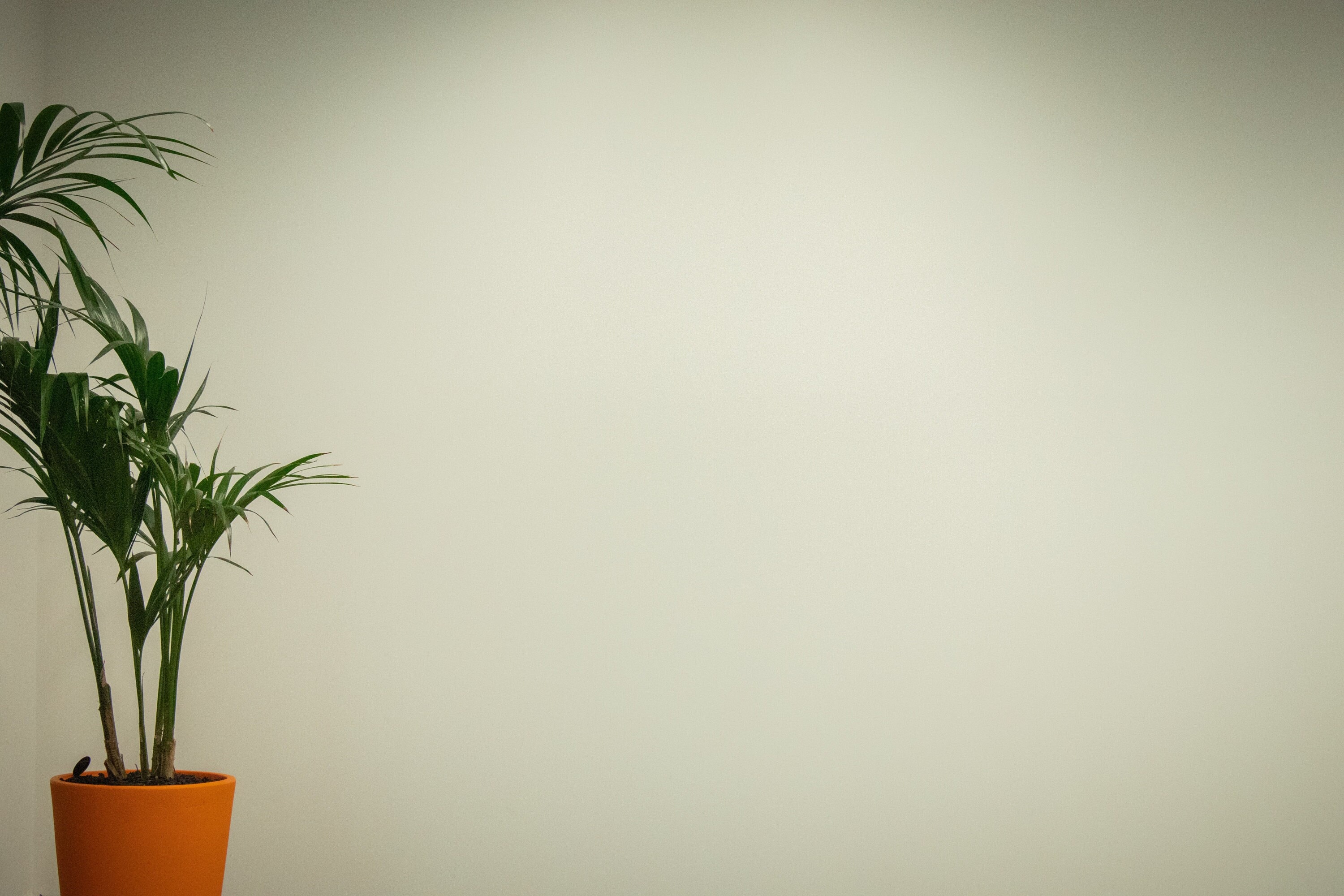 Virtual Background | Simple Plant | Zoom Virtual Backgrounds ...