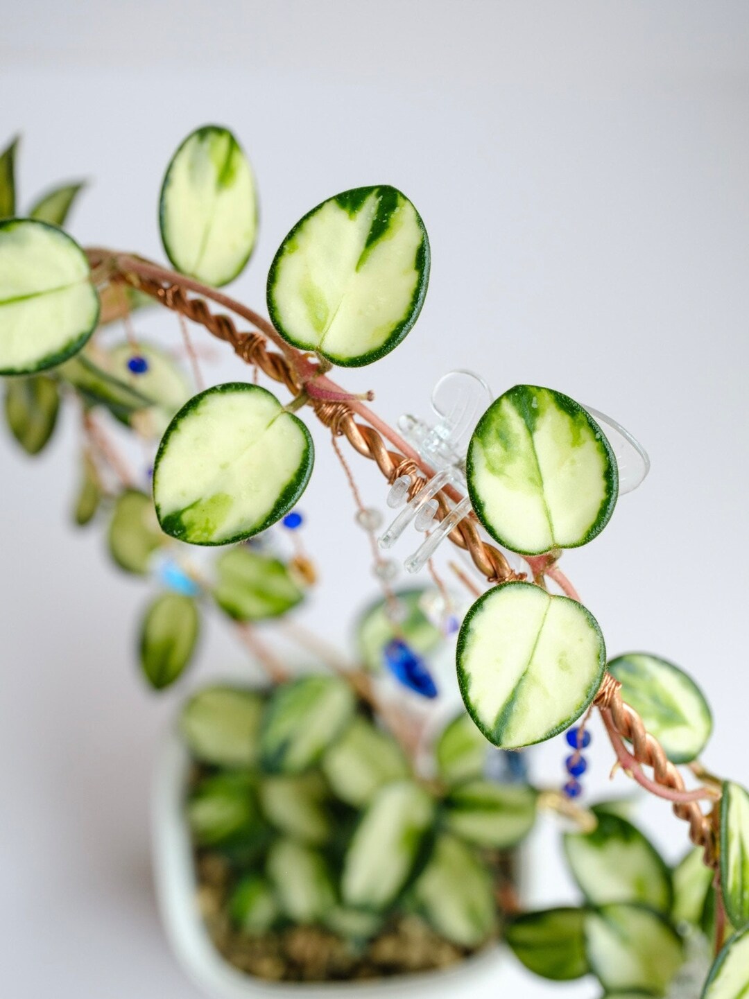 Unrooted: Rare Hoya Mathilde Variegated 2-leaf Fresh Cutting - Etsy