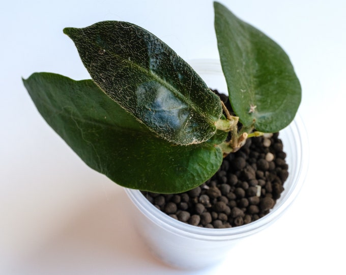 Hoya Patella Pink - Etsy