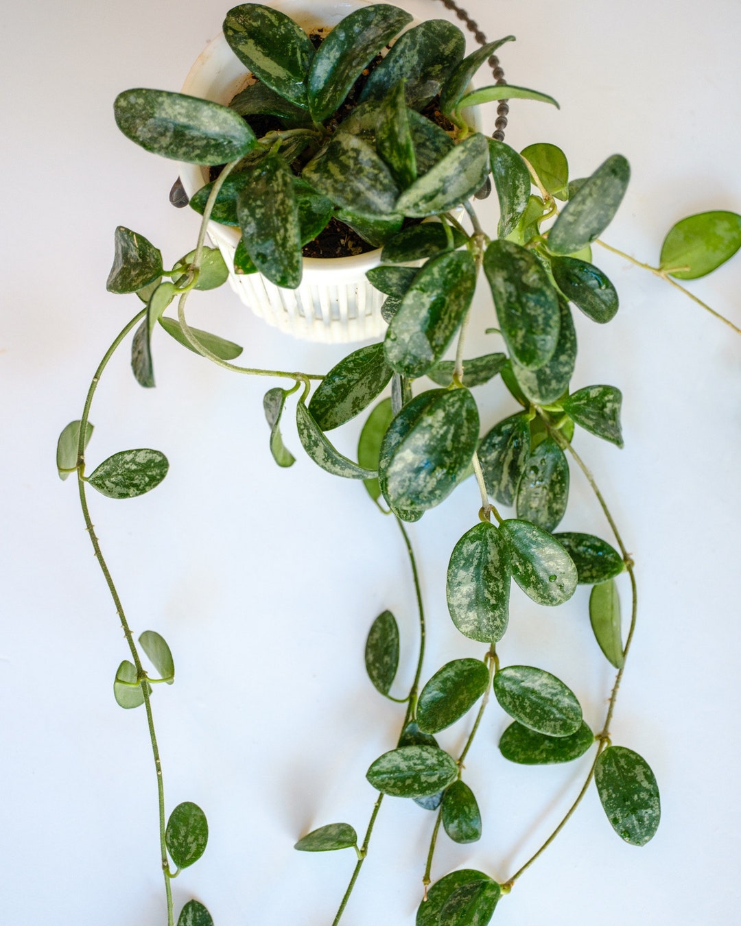 Unrooted: Hoya Lima Splash 1-node Fresh Cutting - Etsy