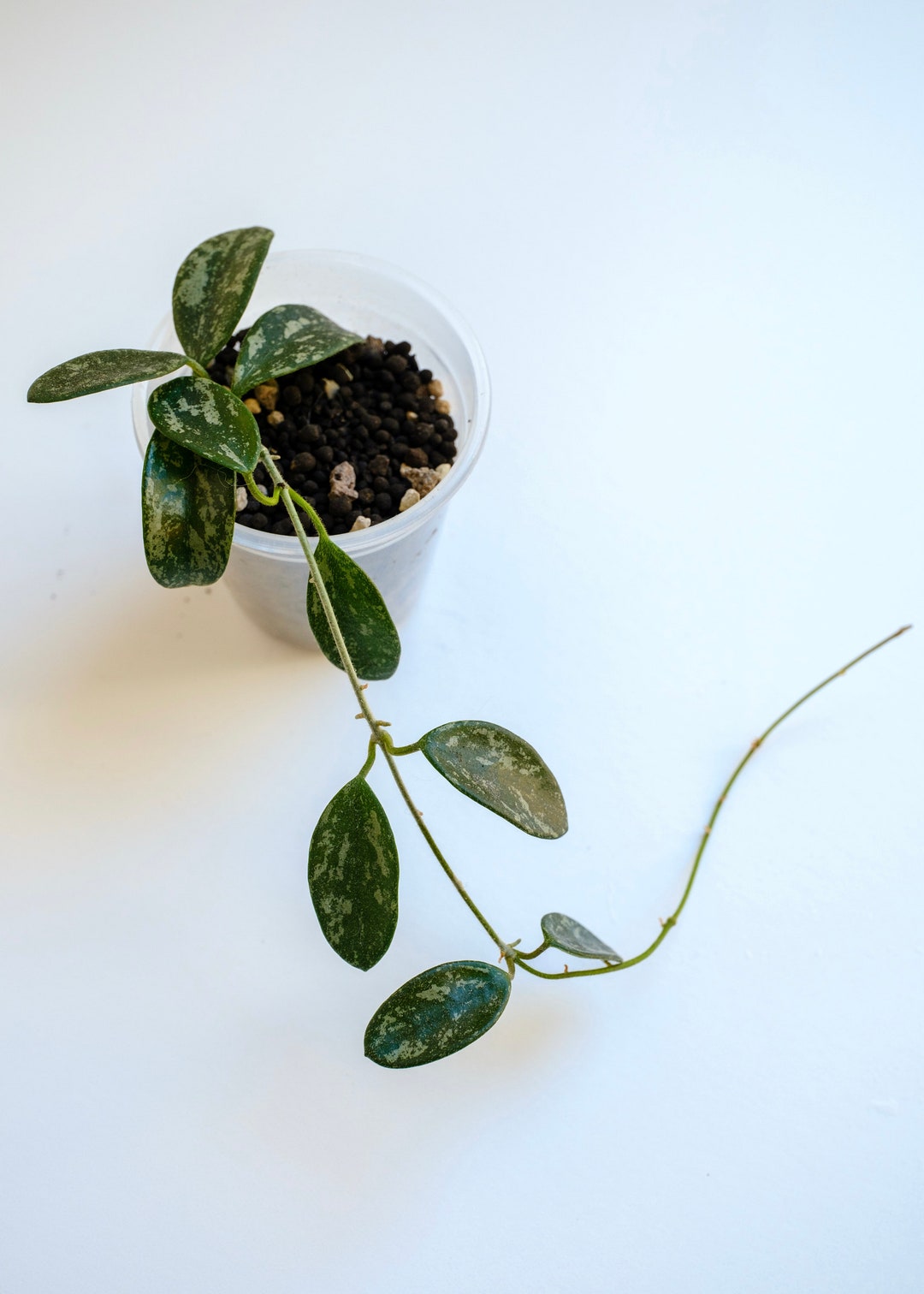 Hoya Lima Splash - Etsy