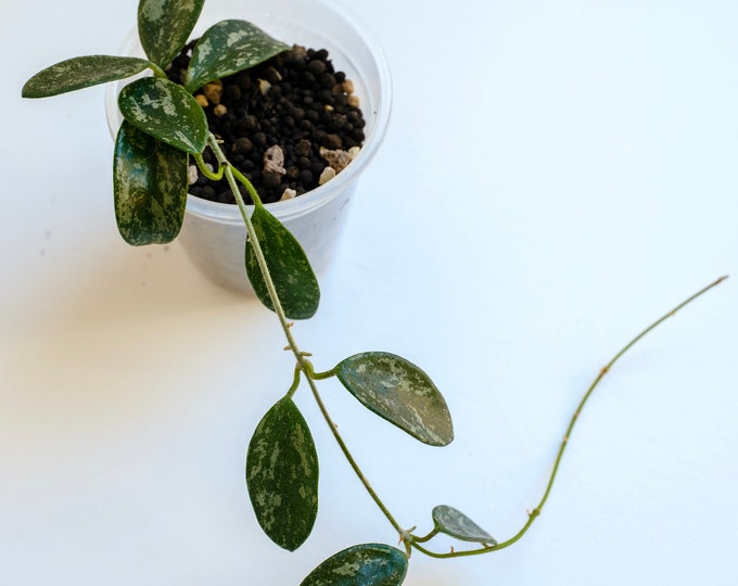 Hoya Lima Splash - Etsy