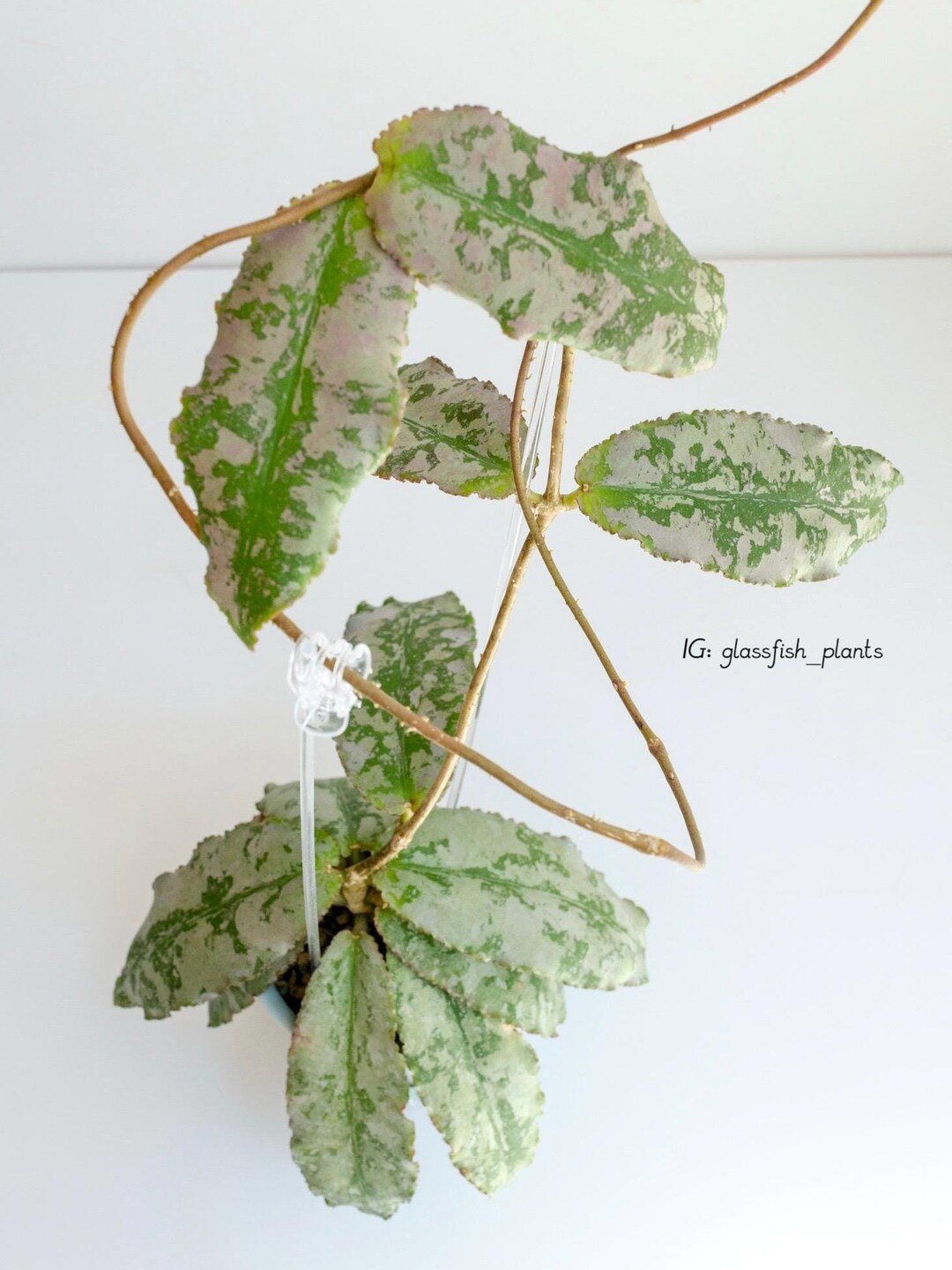 RARE: Hoya Undulata Silver Cutting - Etsy