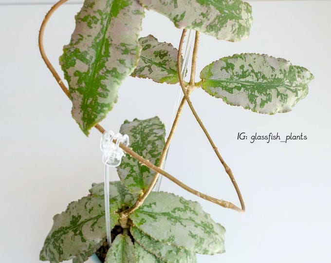 RARE: Hoya Undulata Silver Cutting - Etsy