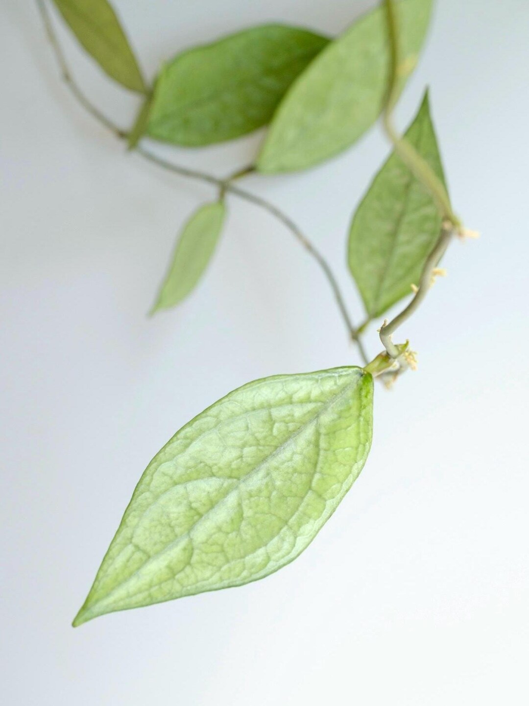 RARE: Hoya Germany Silver Cutting W/ Water Roots - Etsy