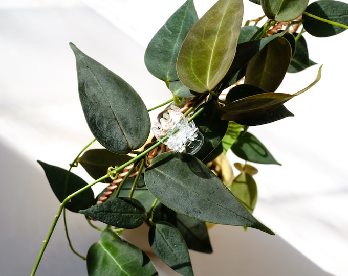 RARE: Hoya Undulata Silver Cutting - Etsy