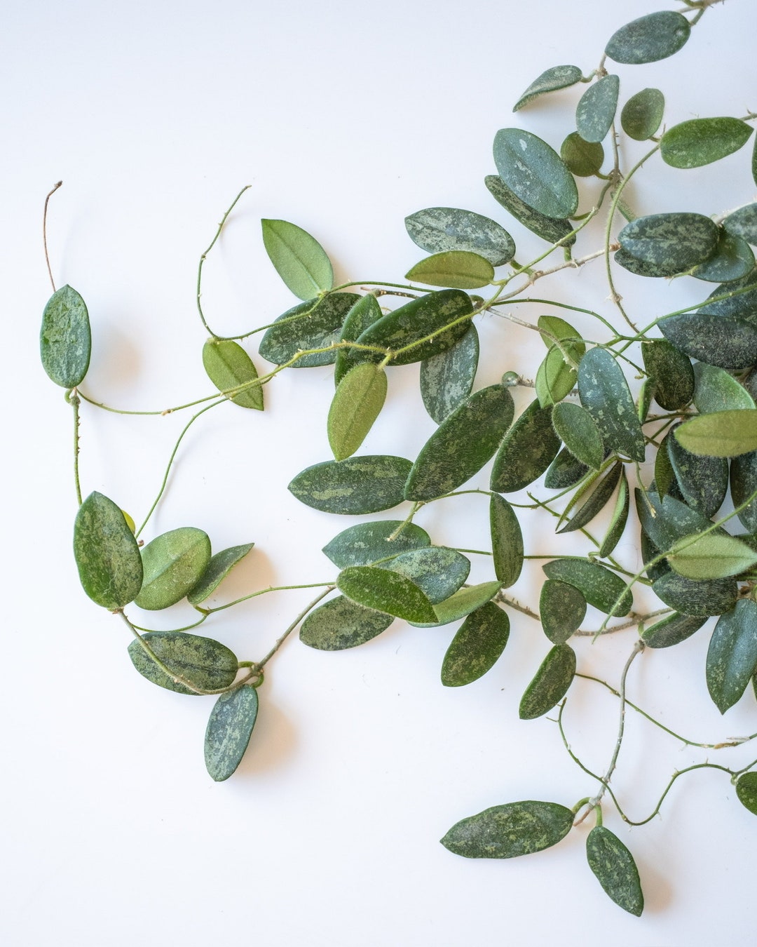 Unrooted: Hoya Thomsonii Pink Splash 2-node Fresh Cutting - Etsy