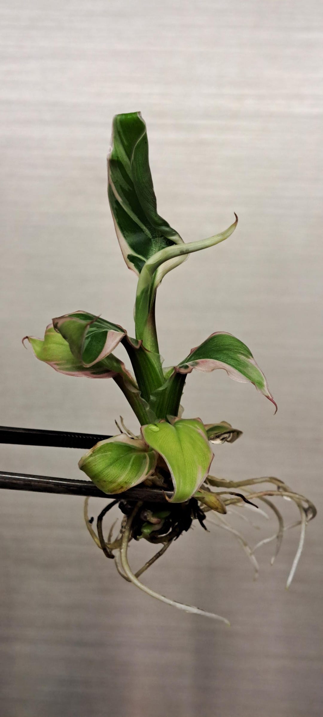 Musa Spp. 'nono' - Variegated Banana, Us-grown! (1 Plant) - Etsy