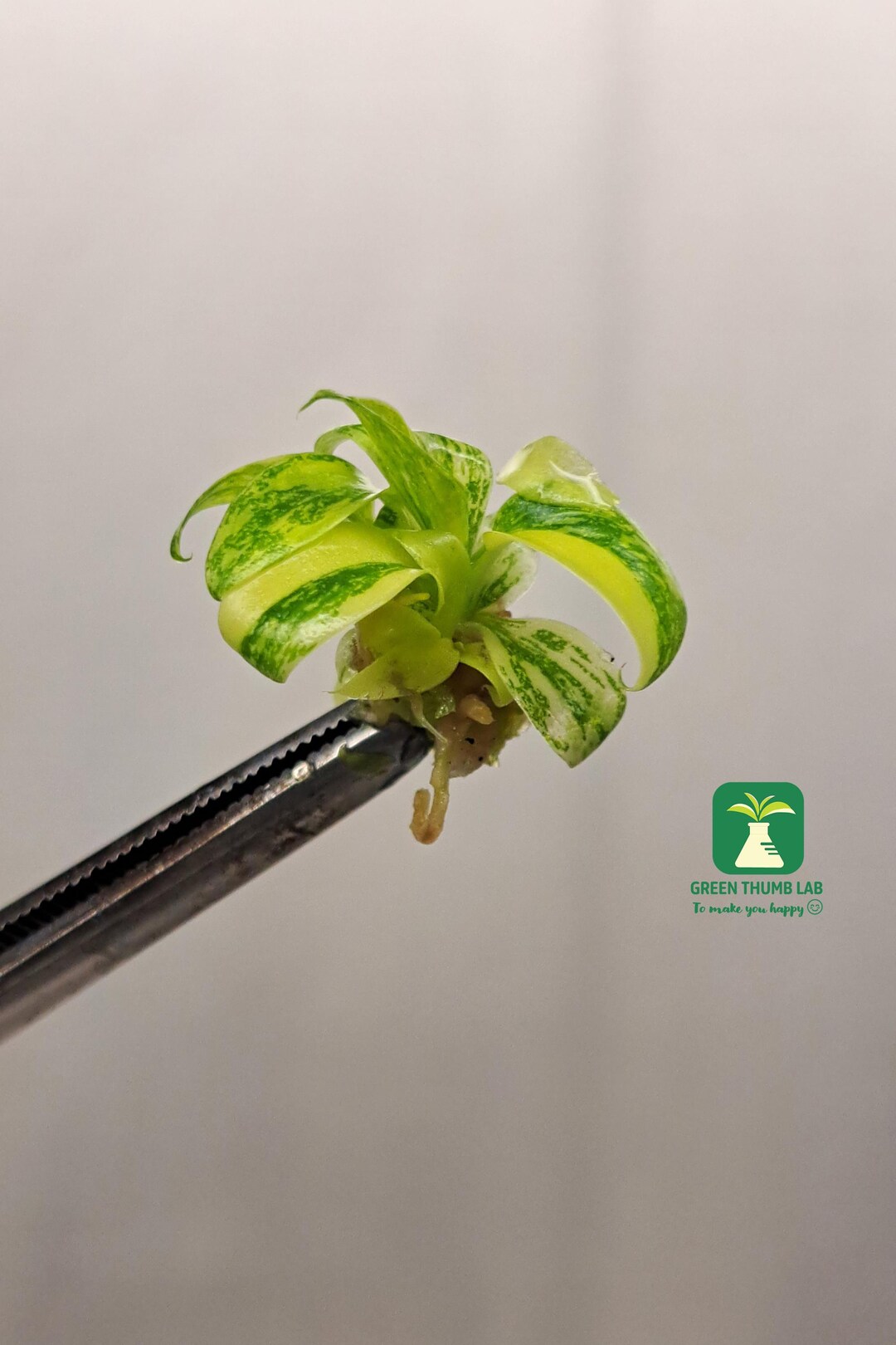 Philodendron Green Congo Nuclear Variegated (1 Plant) - Us-grown! - Etsy