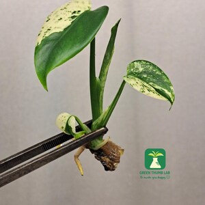 Monstera Deliciosa 'mint' Large Form, Tissue Culture, Us-grown! - Etsy