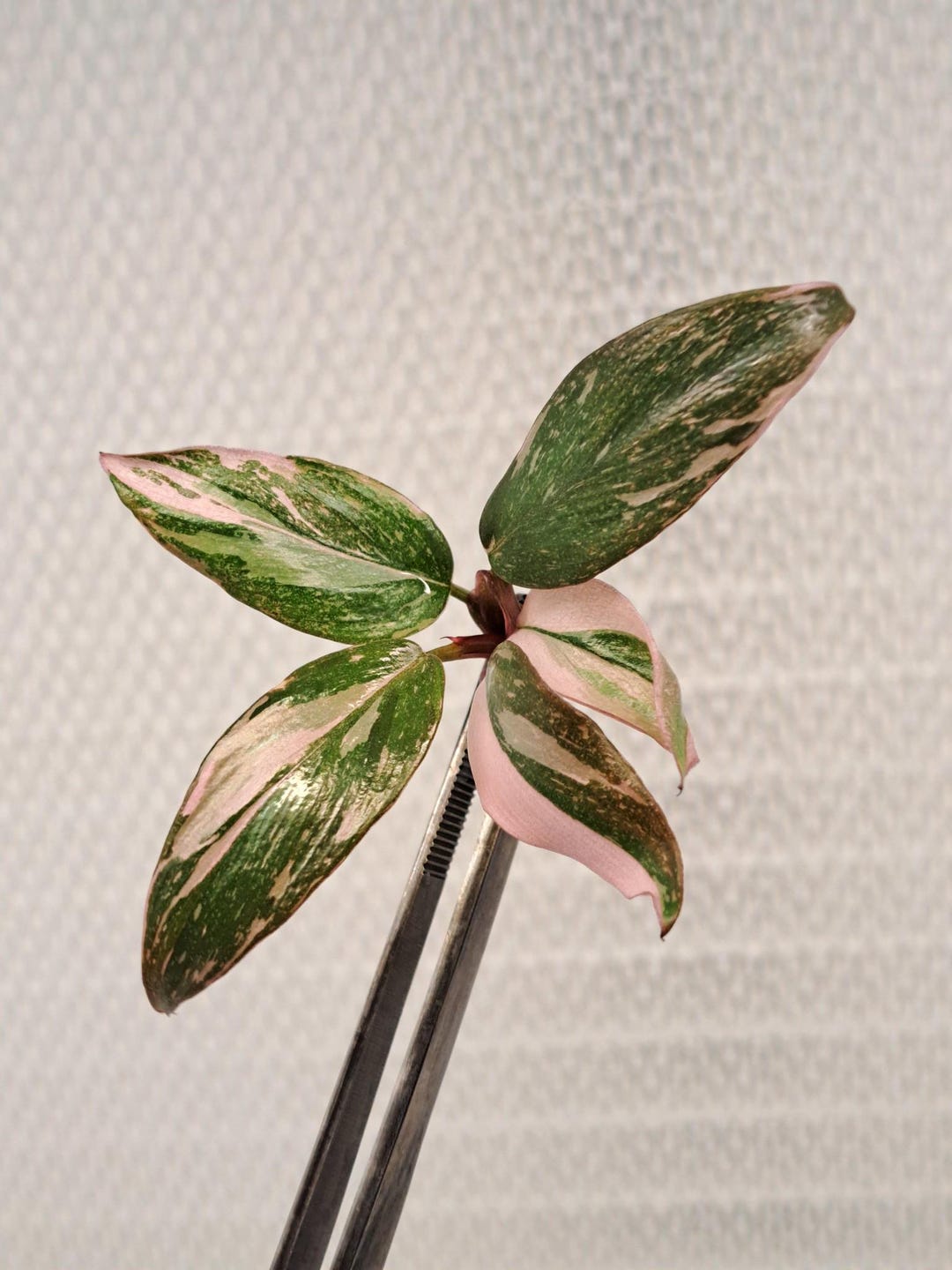 Marble Pink Princess Philodendron, Excellent Variegation, Us-grown! - Etsy