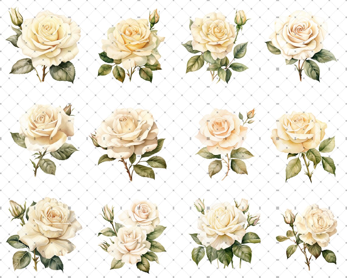 Watercolor White Roses Clipart Watercolor Floral Clipart White Rose ...