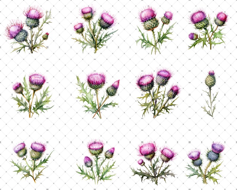 Thistle Clipart Watercolor Purple Thistle Art Botanical Wall Art ...