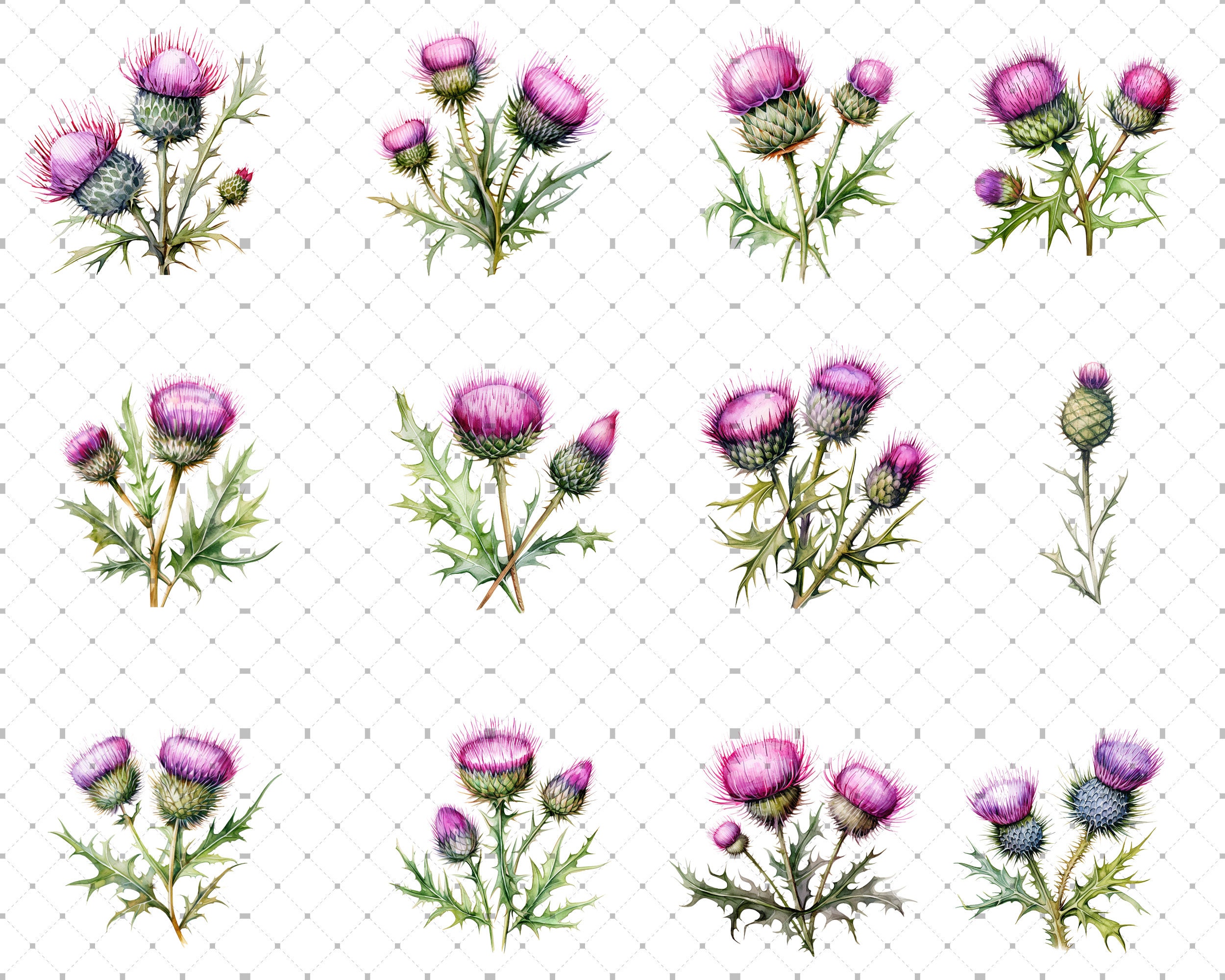 Thistle Clipart Watercolor Purple Thistle Art Botanical Wall Art ...