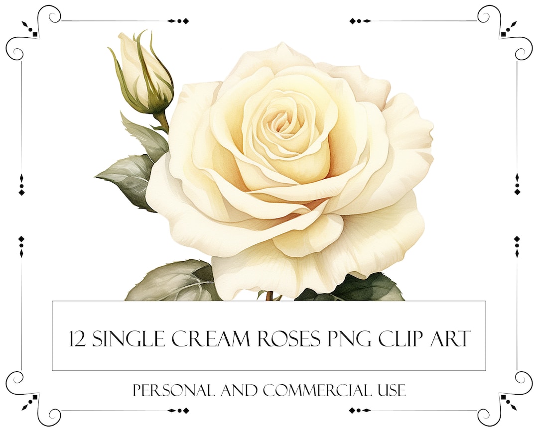 Watercolor White Roses Clipart Watercolor Floral Clipart White Rose ...