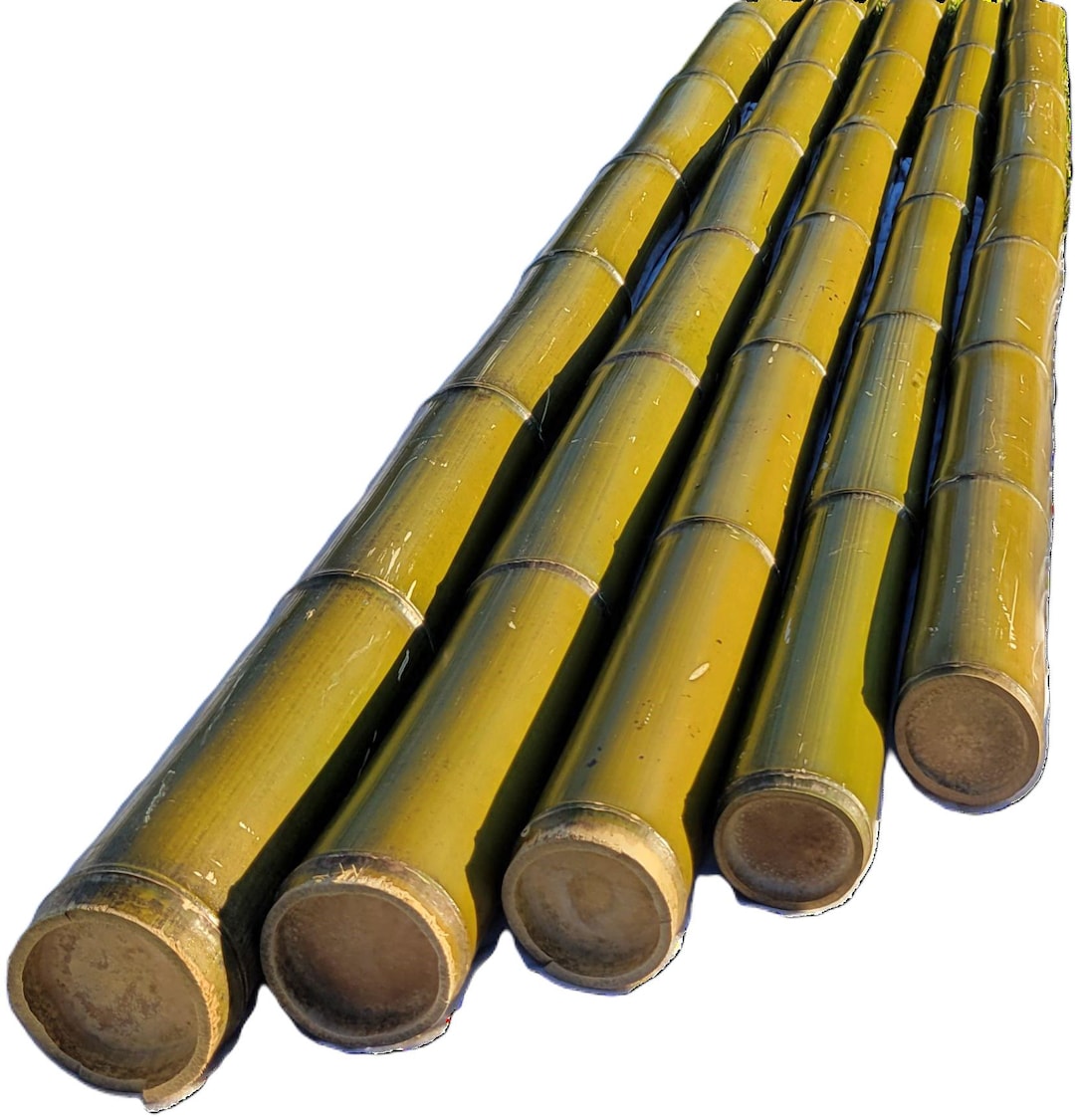 Green Bamboo Poles, 4"-4.5" Large and Extra-large Bamboo Poles, for ...