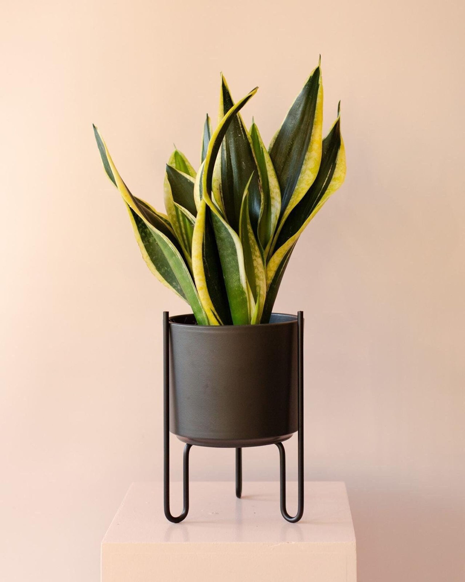 Minimalist Planter Stand. Metal, Modern Design. - Etsy