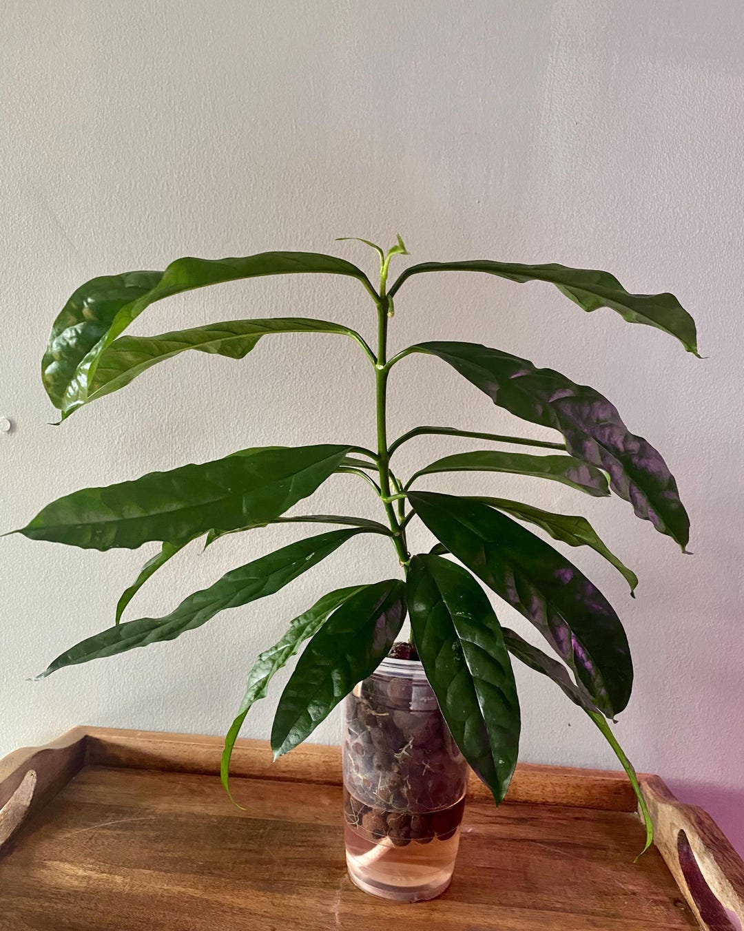 Hoya Decipulae - Etsy