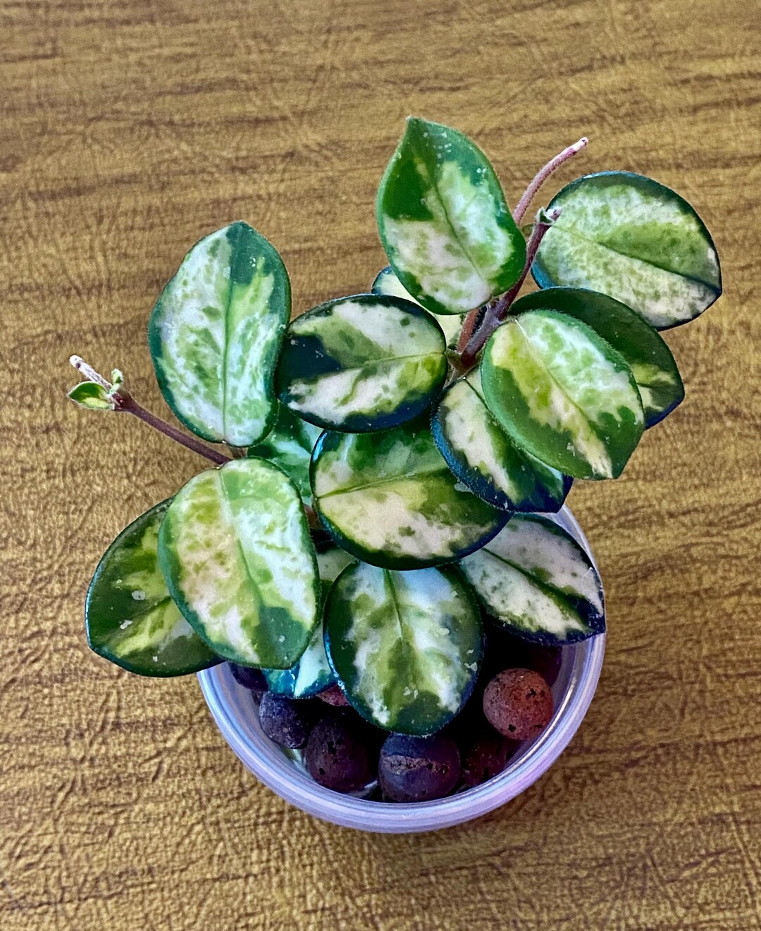 Hoya Mathilde Variegated - Etsy